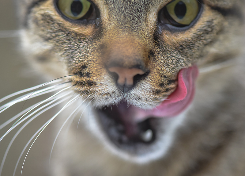 Why Do Cats Have Rough Tongues?｜Aha!｜키즈타임즈 신문보기 :: 키즈타임즈 - 초등 영자신문