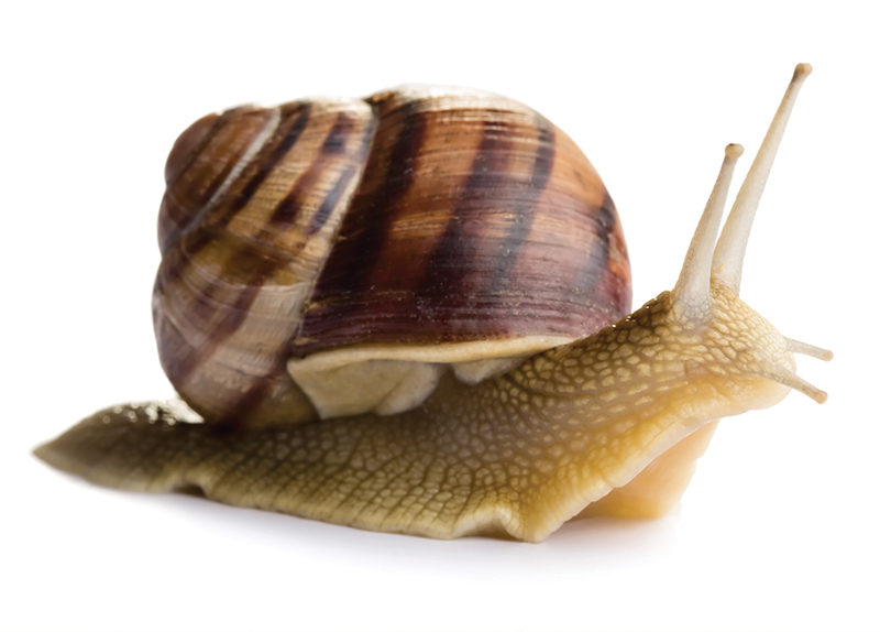 Characteristics Of Snails｜Science｜키즈타임즈 신문보기 :: 키즈타임즈 - 초등 영자신문